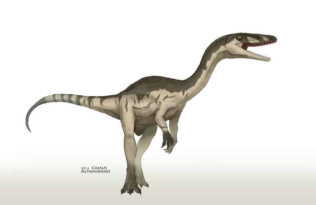 Coelophysis | Dinosaurs - Pictures and Facts