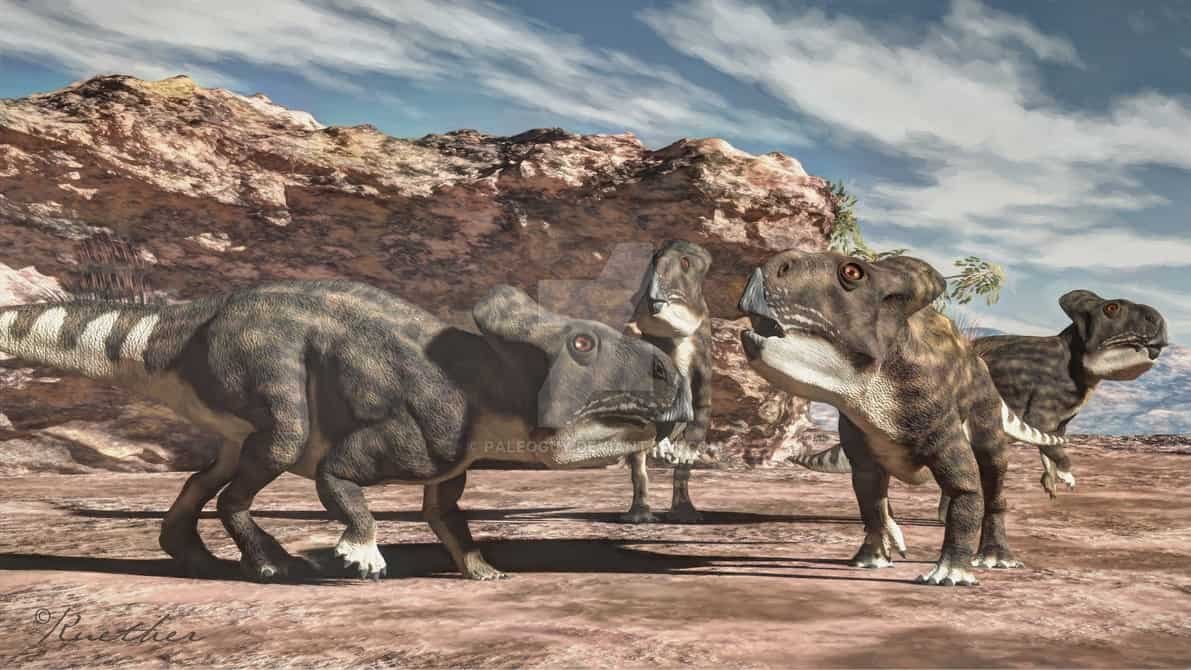 Protoceratops | Dinosaurs - Pictures and Facts