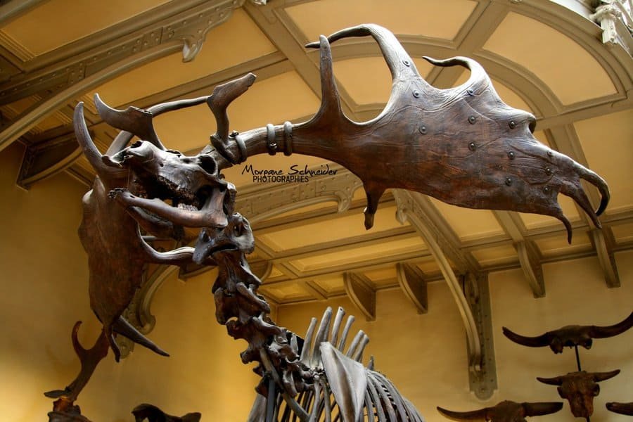 Megaloceros - Facts and Pictures