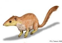 Repenomamus - Facts and Pictures