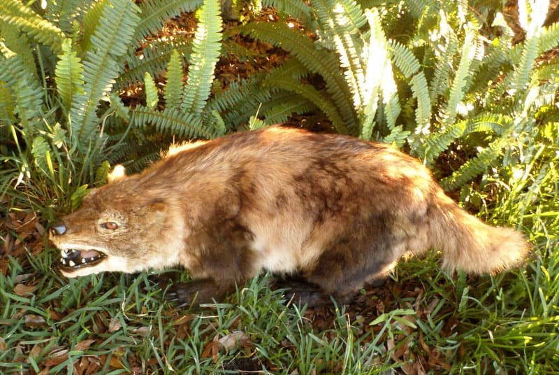 Repenomamus • Dinosaurs - Pictures and Facts