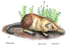 Repenomamus - Facts and Pictures