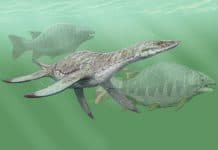Plesiosaurus - Facts and Pictures