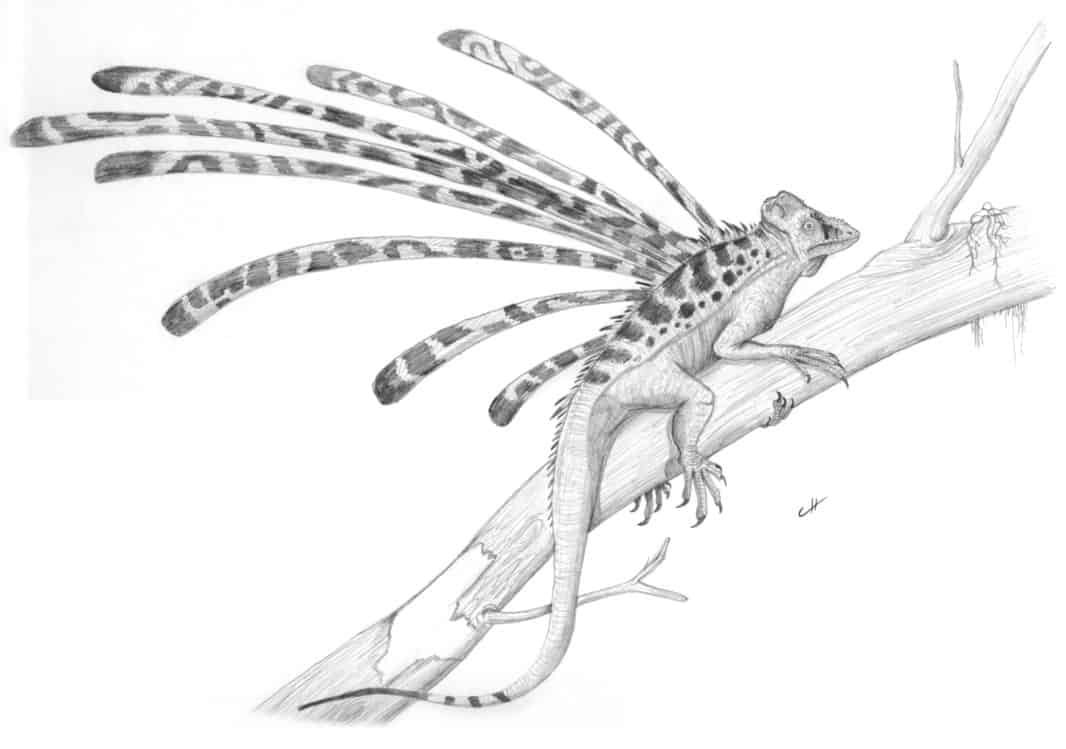 Longisquama | Dinosaurs - Pictures and Facts