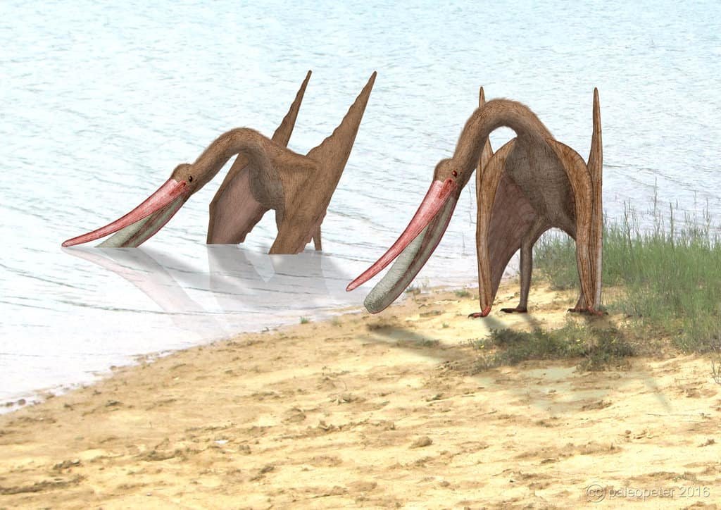 Pterodaustro | Dinosaurs - Pictures and Facts