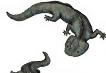 Diplocaulus - Facts and Pictures