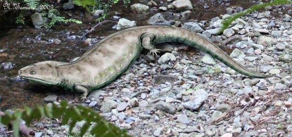 Colosteus | Dinosaurs - Pictures and Facts