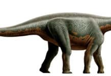 Brachiosaurus - Facts and Pictures