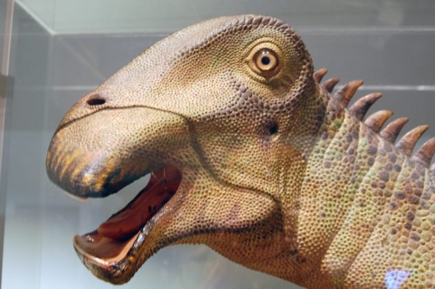 Nigersaurus (the dinosaur with 500 teeth!)